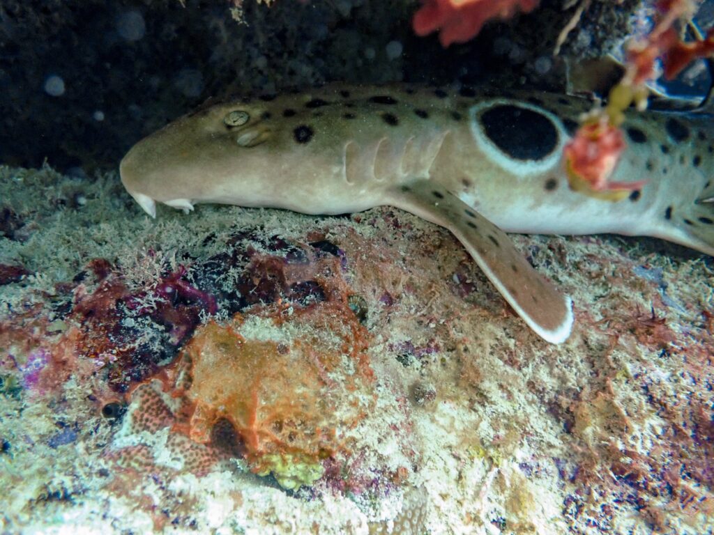 Epaulette Sharks - The Reef Walkers | Ocean Safari Website